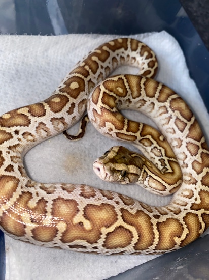 Hypo 66% Het Pied Albino 50% Het Green Granite Caramel Burmese Python ...