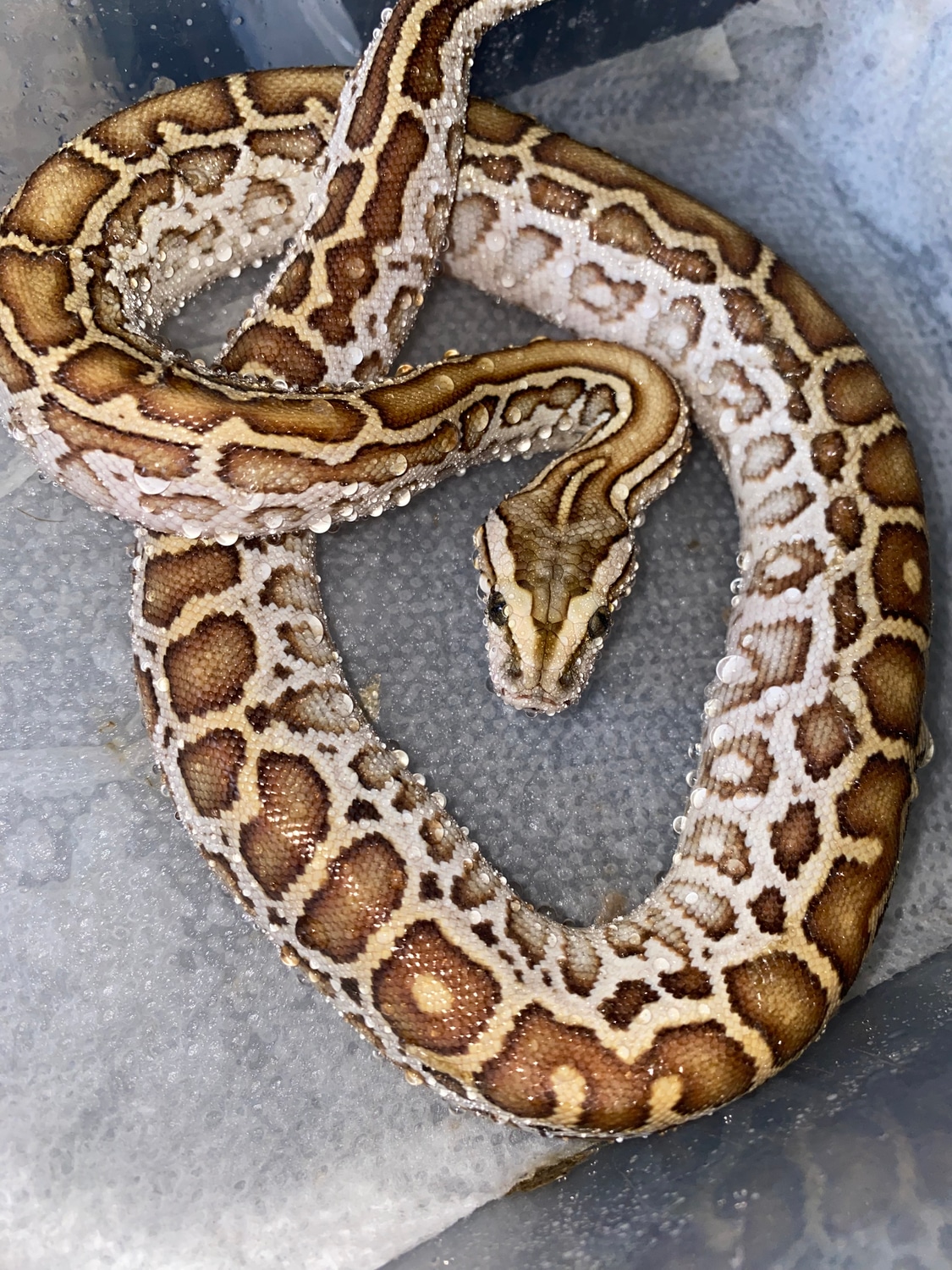 Hypo 66% Het Pied Albino 50% Het Green Granite Caramel Burmese Python ...
