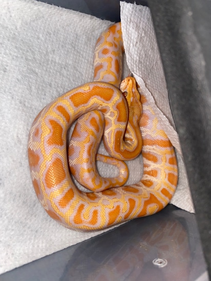 Albino 66% Het Pied 50% Het Green Granite Caramel Burmese Python by ...