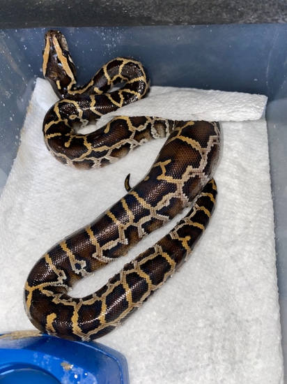 66% Het Pied 50% Het Green Granite Caramel Burmese Python by Burm House