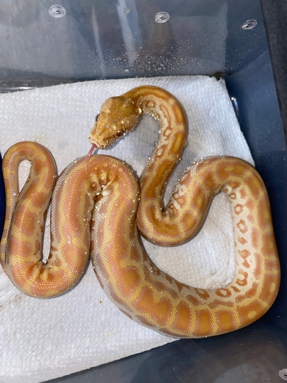 Pearl 50% Het Caramel Burmese Python by Burm House