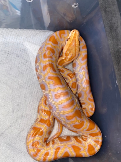 Albino 50% Het Caramel Burmese Python by Burm House
