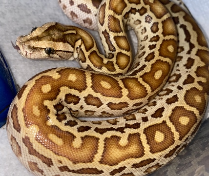 100% Het Pied Albino 50% Het Caramel Granite Burmese Python by Burm ...