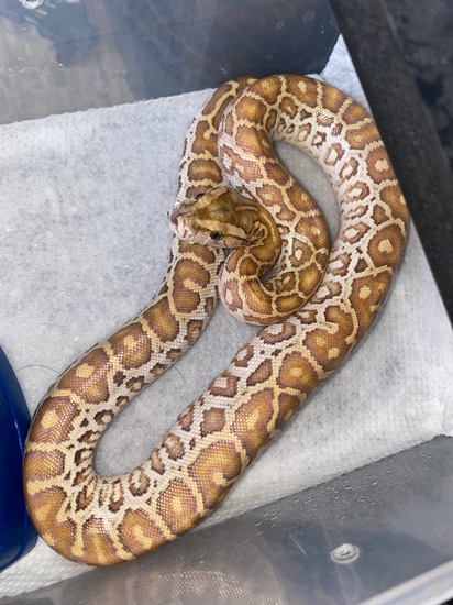 Hypo 50% Het Caramel 66% Het Albino Burmese Python by Burm House