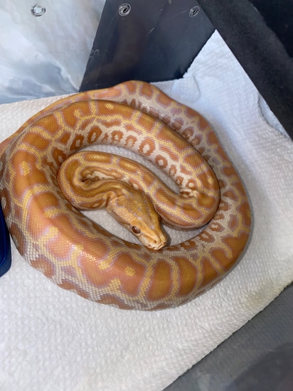 Pearl 50% Het Caramel Burmese Python by Burm House