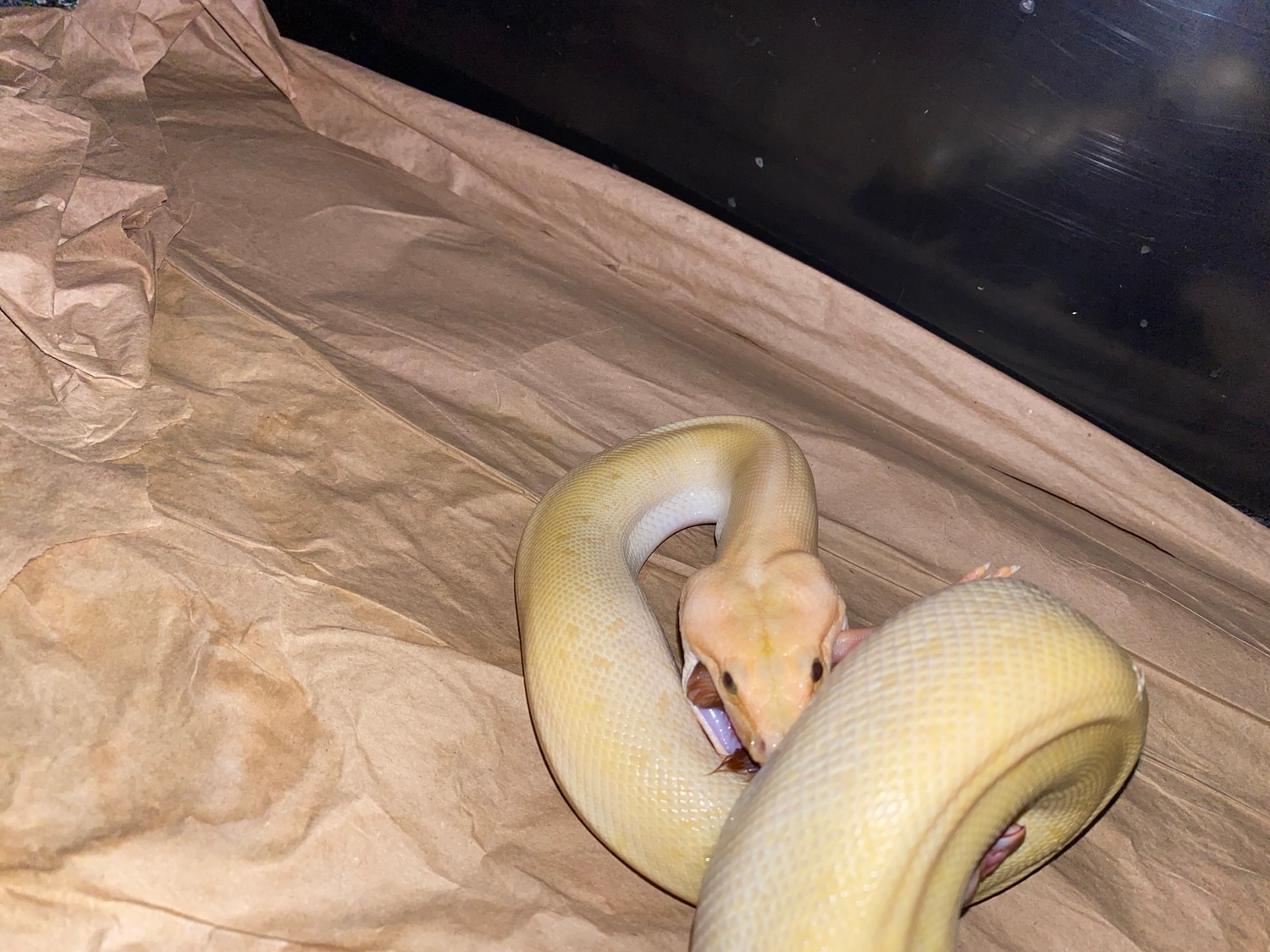 Hypo Green Granite Burmese Python by Burm House - MorphMarket