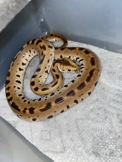 (Christmas Sale) Green 66% Het Albino 50% Het Labyrinth Granite Burmese ...