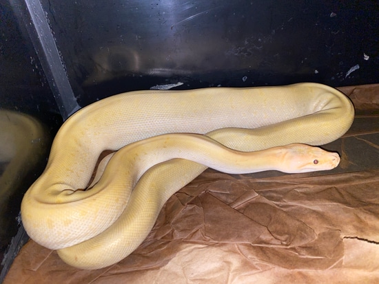 Hypo Green Granite Yearling REDUCED PRICE! Burmese Python by Burm House