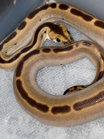 🌲CHRISTMAS SALE 🌲Green 66% Het Albino 50% Labyrinth Granite Burmese ...