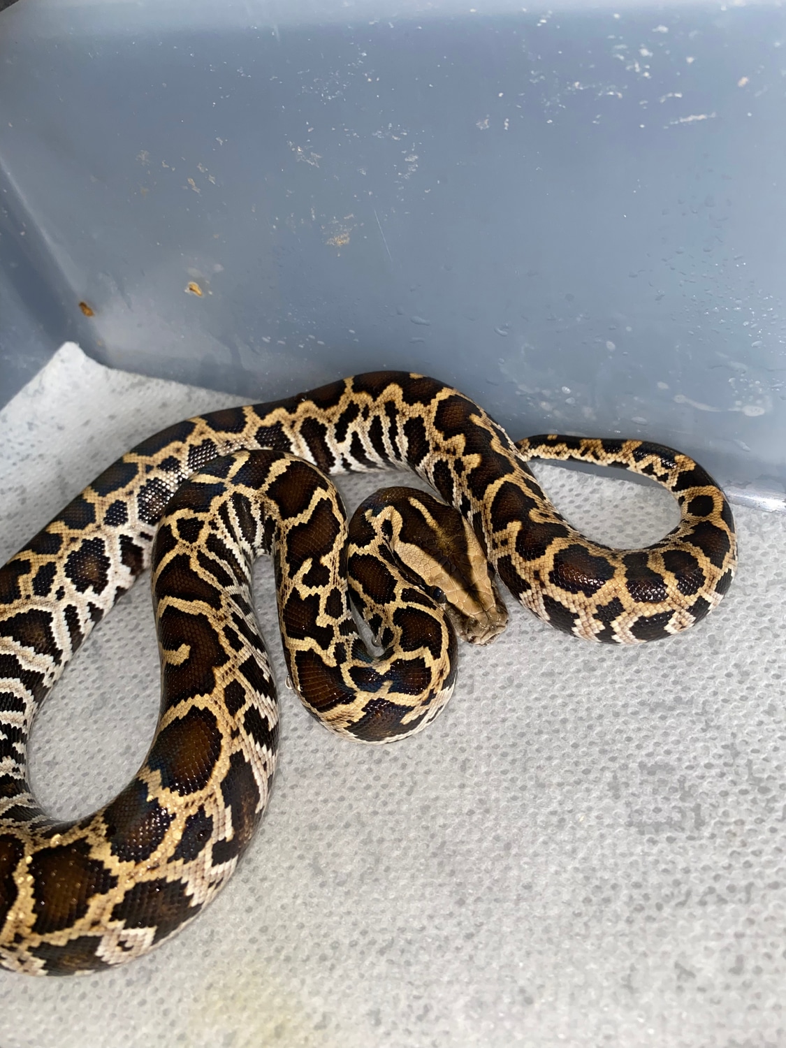 100% Het Green 66% Het Albino 50% Labyrinth Granite Burmese Python by ...