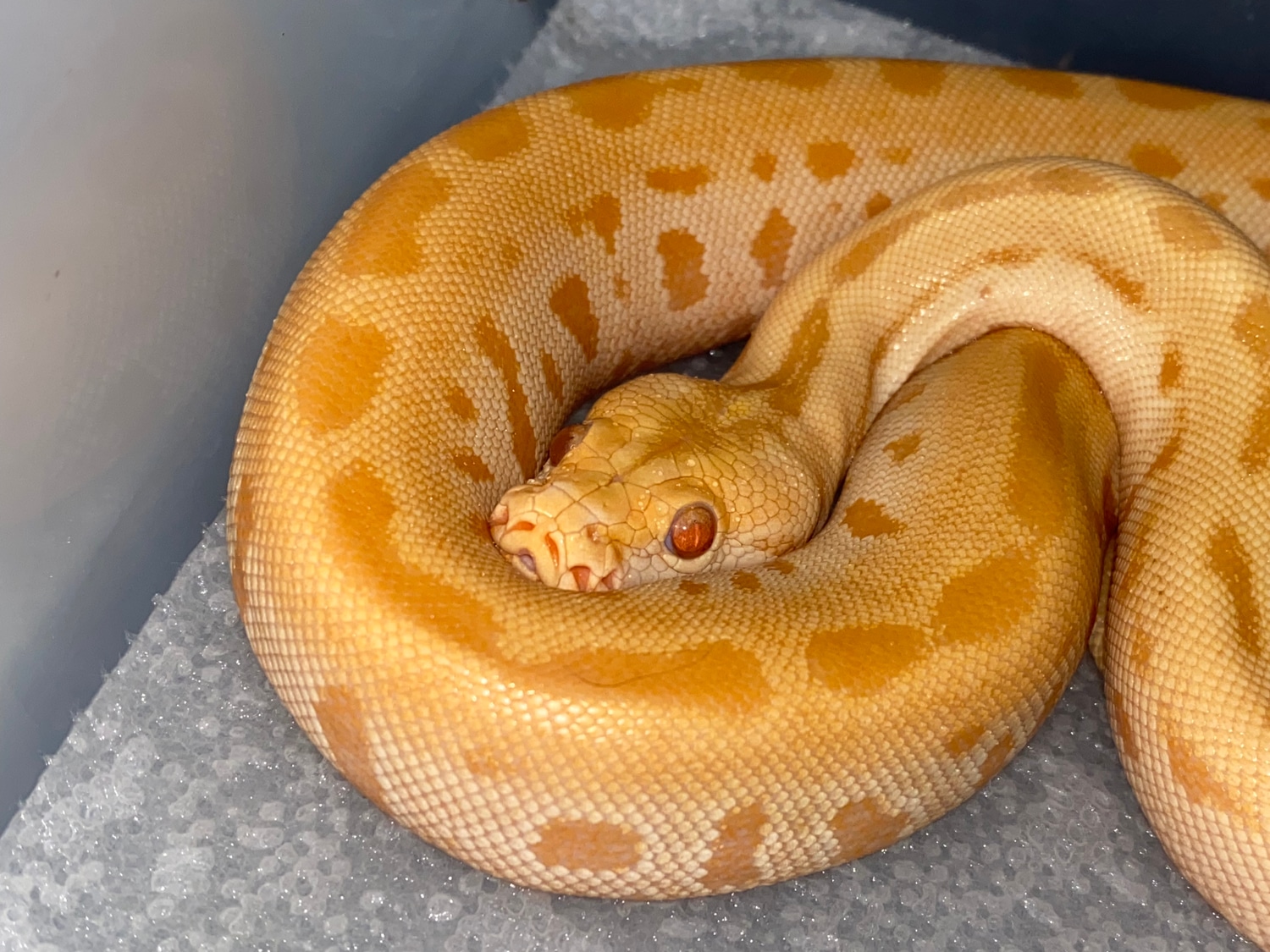 Albino Green 50% Het Labyrinth Granite Burmese Python by Burm House ...