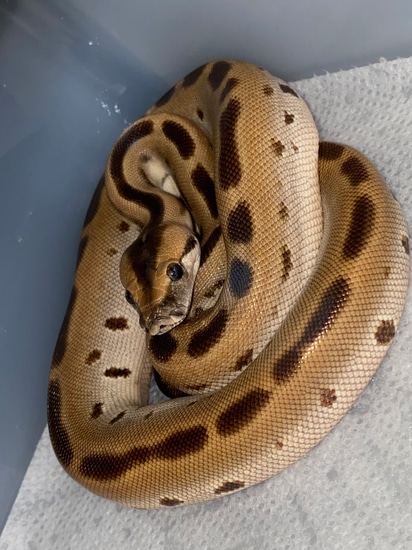 Green 66% Het Albino 50% Het Labyrinth Granite Burmese Python by Burm House