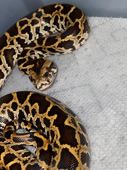 100% Het Green 66% Het Albino 50% Het Labyrinth 50% Het Granite Burmese ...