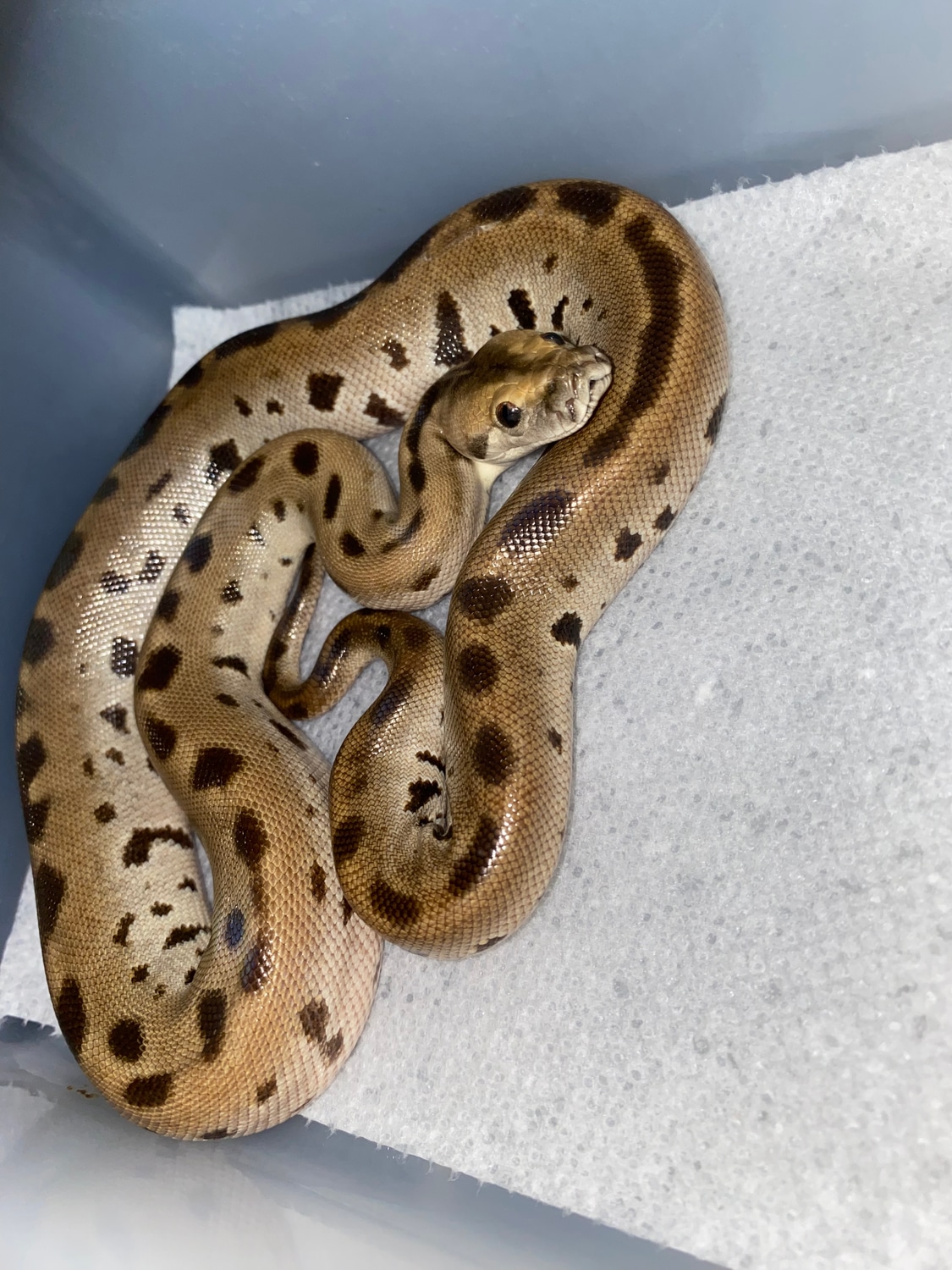 Green 66% Het Albino 50% Het Labyrinth Granite Burmese Python by Burm ...