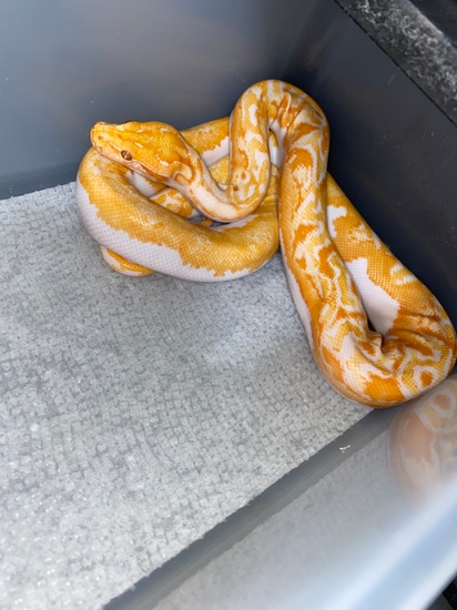 Albino Pied 50% Het Caramel Granite Burmese Python by Burm House