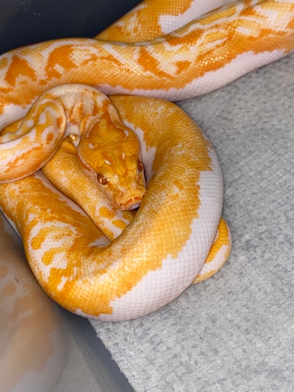 Albino Pied 50% Het Caramel Granite Burmese Python by Burm House