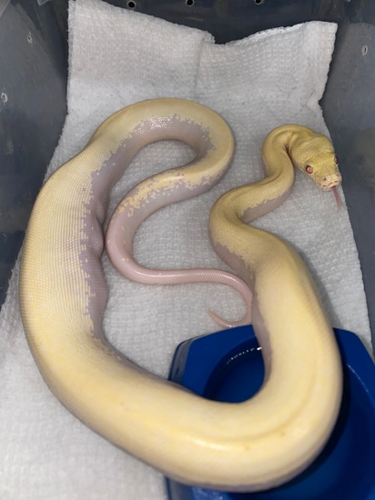 Blizzard 🥶 50% Het Caramel Burmese Python by Burm House