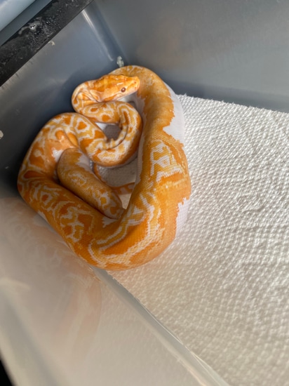 Albino Pied 50% Het Caramel Granite (LAST OF THE SEASON) Burmese Python ...