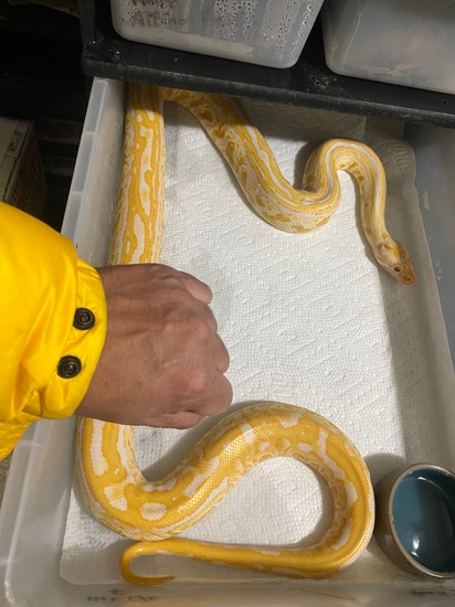 2022 (BREEDER READY) Albino Labyrinth Het Caramel Burmese Python by ...