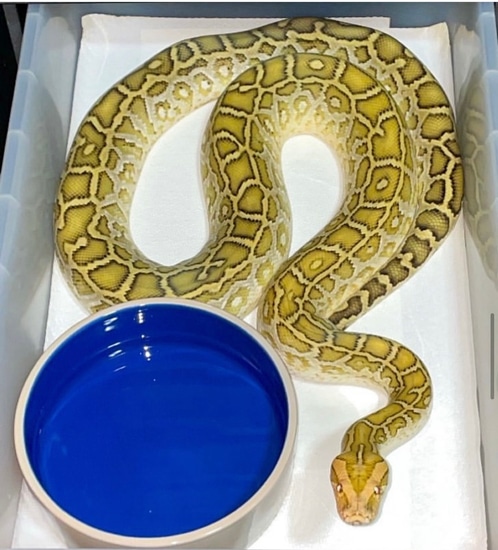 2020 Proven Breeder Hypo Het Albino Poss Het Granite Burmese Python by ...