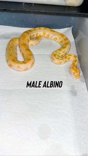 Albino Het Granite Burmese Python by Burm House
