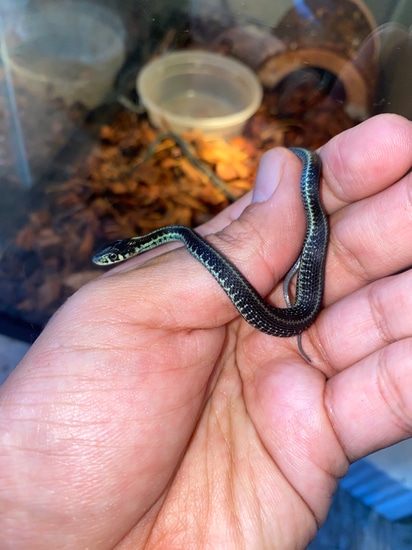 *VERY RARE* Puget Sound Garter Snake (Thamnophis Pickeringii) by Burm House