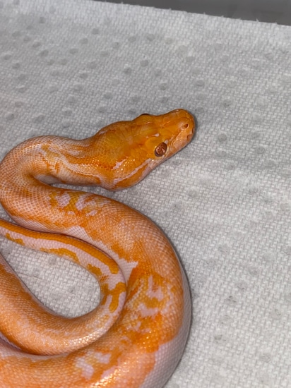 Albino Pied Burmese Python by Burm House
