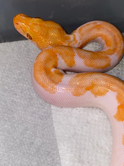 Albino Pied Burmese Python by Burm House