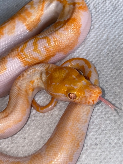 Albino Pied Burmese Python by Burm House