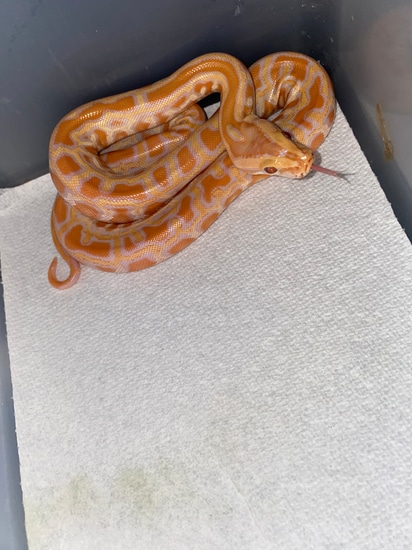 Albino 100% Het Pied 50% Het Granite Caramel Burmese Python by Burm House