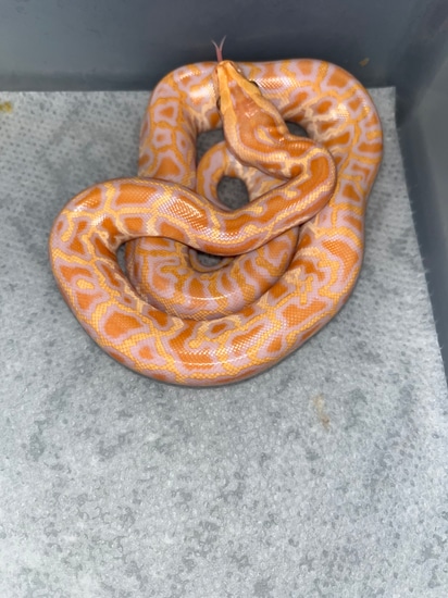 Albino 100% Het Pied Poss Granite Caramel Burmese Python by Burm House