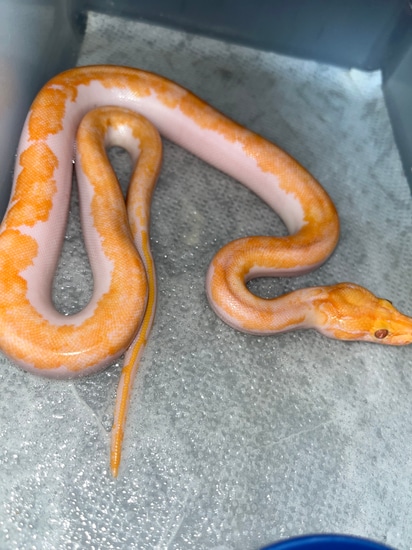 🔥NO RESERVE🔥 Albino Pied Burmese Python by Burm House