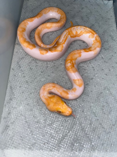 🔥no Reserve 🔥 Albino Pied Burmese Python by Burm House
