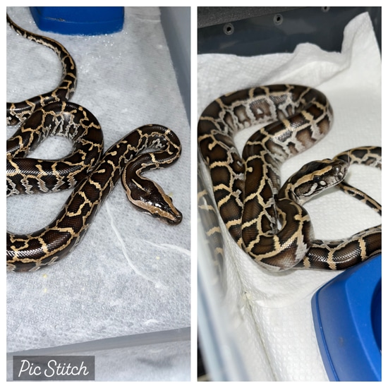 🔥NO RESERVE🔥 PAIR Of 100% Het PIED Albino 50% Het Granite Caramel ...