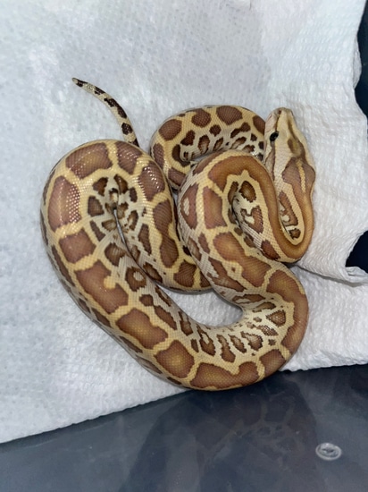 💥NO RESERVE💥 Hypo 100% Het Green 50% Het Labyrinth Albino Granite ...