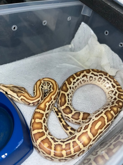 💥NO RESERVE💥 Hypo 100% Het Green 50% Het Granite Labyrinth Burmese ...