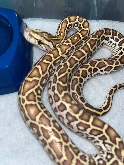💥 NO RESERVE 💥 HYPO 100% Het Granite 50% Het Pied Caramel 66% Het ...