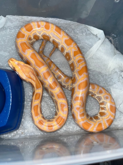 NO RESERVE!💥 Albino 100% Het PIED 50% Het Granite Caramel Burmese ...