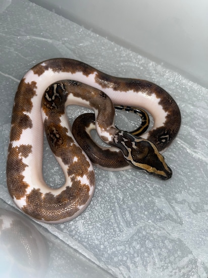🔥NO RESERVE!!!🔥 Pied 100% Het Albino 50% Het Granite Caramel Burmese ...