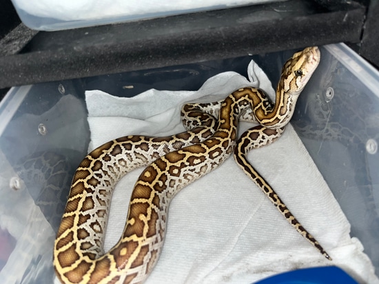 Hypo 100% Het Pied 50% Het Caramel Granite Burmese Python by Burm House