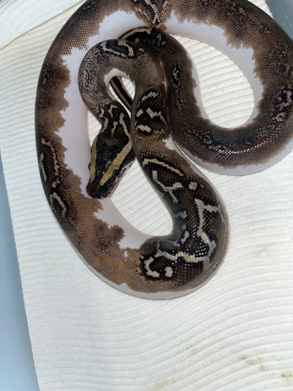 🔥NO RESERVE🔥 Pied 100% Het Albino 50% Caramel Granite Burmese Python by ...