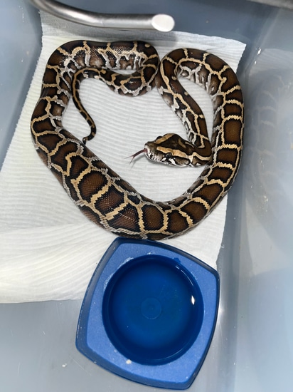 🔥NO RESERVE🔥 100% Het Pied Albino 50% Granite Caramel Burmese Python by ...