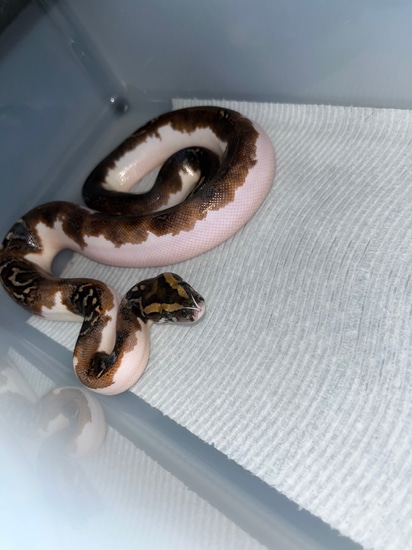 Pied 100% Het Albino 50% Het Caramel Granite Burmese Python by Burm House