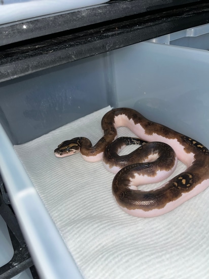 Pied 100% Het Albino 50% Het Caramel Granite Burmese Python by Burm House