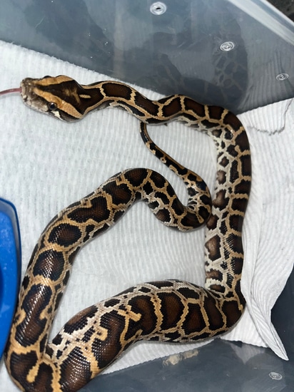 100% Het Wei Line Caramel 50% Het Granite Burmese Python by Burm House