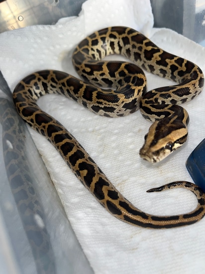 100% Het Wei Line Caramel Burmese Python by Burm House