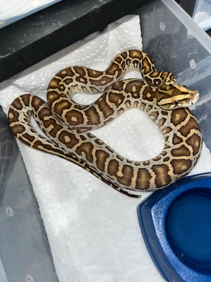 Hypo 100% Het Pied Wei Line Caramel 50% Het Granite Burmese Python by ...