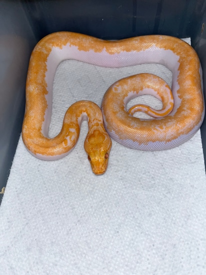 Albino Pied 50% Het Caramel Granite Burmese Python by Burm House