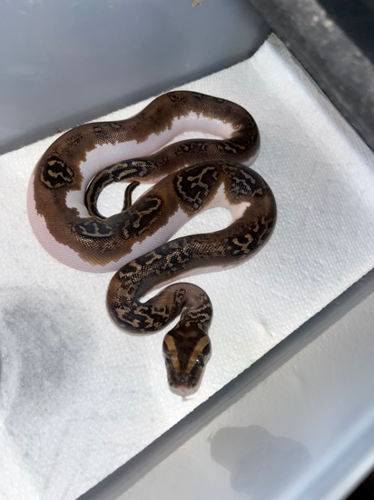 Pied 100% Het Albino 50% Het Caramel Granite Burmese Python by Burm House