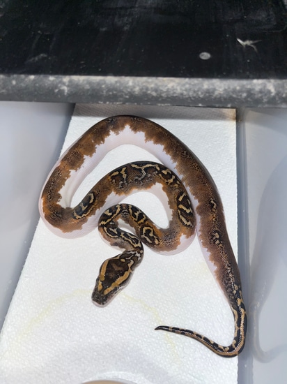 Pied 100% Het Albino 50% Het Caramel Granite Burmese Python by Burm House